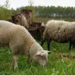 Que alimentar as ovellas despois da xanela: a dieta e a frecuencia correcta do que non poden 1703_3