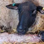 Do que alimentar as ovelhas após a janela: a dieta e frequência corretas do que não podem 1703_4
