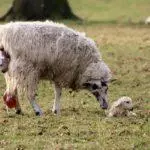 Se të ushqyerit e deleve pas dritares: dieta dhe frekuenca e saktë sesa nuk mundet 1703_5