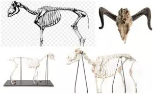Components de l'esquelet d'ovelles, anatomia de membres i mecànica de moviments