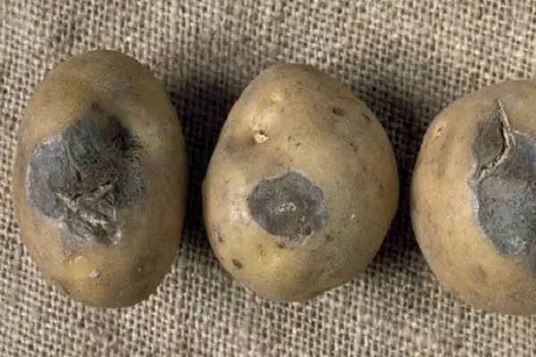 Πώς να σώσετε πατάτες σε ένα βροχερό καλοκαίρι: καλλιέργεια και φροντίδα, αν ο κήπος πλημμυρίσει