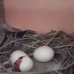 Hány galamb ül a tojásban: amikor csibéket hoznak, és ahol fészek 170_1