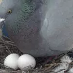 Sa pëllumba janë ulur në vezë: kur ata sjellin chicks dhe ku ata fole 170_2