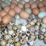 რამდენი მტრედი იჯდა კვერცხებში: როდესაც ისინი მოუტანს chicks და სადაც ისინი ბუდე 170_3