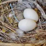 Hoeveel duiwe sit in die eiers: wanneer hulle kuikens bring en waar hulle nes 170_6