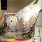 有多少只鴿子坐在雞蛋中：當他們帶小雞和他們築巢的地方 170_7