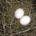 Sa pëllumba janë ulur në vezë: kur ata sjellin chicks dhe ku ata fole 170_8