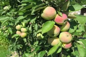 Descripción de la variedad de manzanos enanos Snowdrop, características de los rendimientos y regiones de cultivo.
