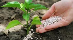 Top 9 hnojív s šedou pre rastliny, návod na použitie a kedy zadať