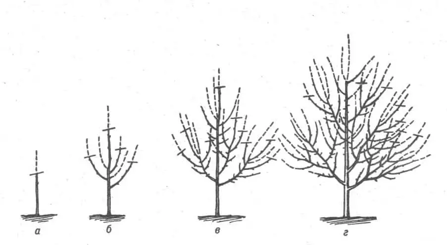 Formation of the crown of apple tree