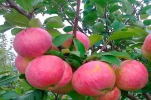 Description of the variety of the Aelita apple tree, the characteristic of frost resistance and the regions of cultivation