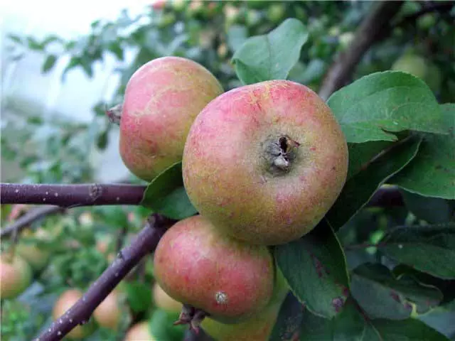 ต้นไม้แอปเปิ้ล Korobovka