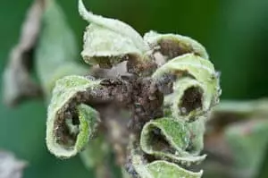 How to fight and get rid of thephids on an apple tree, which folk remedies will help and what to process during flowering