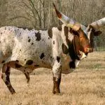 Vache africaine: Description 3 races de bétail et leur contenu 1730_1