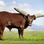 Vache africaine: Description 3 races de bétail et leur contenu 1730_2