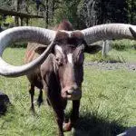 Afrykańska krowa: opis 3 ras bydła i ich treści 1730_3