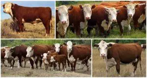 Beschreibungen und Merkmale der Top 12 Fleischrassen von Kühe, in denen sie gezüchtet werden und wie Sie wählen können