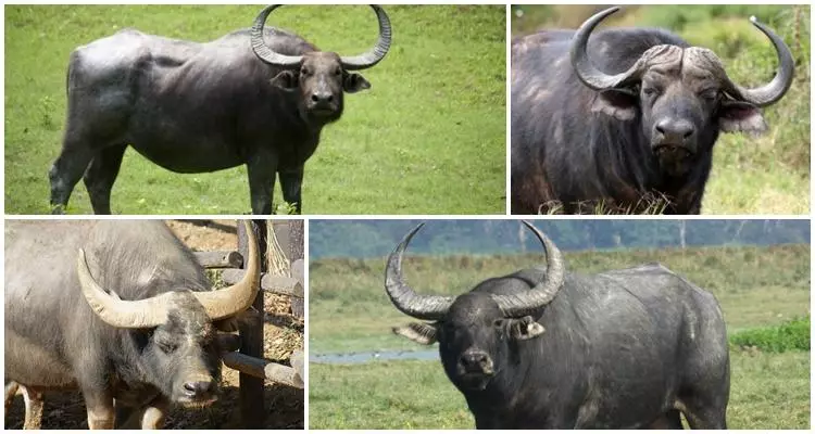 Hint bufaloları