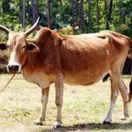 Vache africaine: Description 3 races de bétail et leur contenu 1730_7