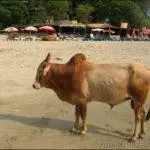 Vache africaine: Description 3 races de bétail et leur contenu 1730_8
