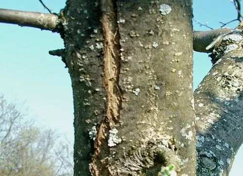 Bir elma ağacı üzerinde kırık kabuğu