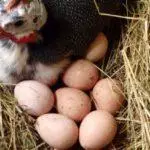 Bagaimana peminjam sedang dijalankan di rumah: umur permulaan batu dan bilangan telur setiap tahun 173_4