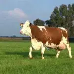 A vaca deu leite: que facer e cal é a causa, prevención de problemas 1745_3