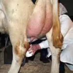 Krava je dala mlijeko: što učiniti i što je uzrok, prevencija problema 1745_4