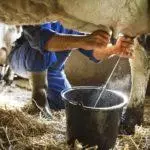 Krava je dala mlijeko: što učiniti i što je uzrok, prevencija problema 1745_5