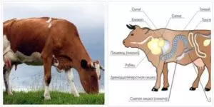Αιτίες και συμπτώματα της απόφραξης του οισοφάγου στα βοοειδή, πώς να διεξάγουν θεραπεία