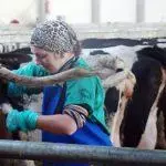 Rektale Untersuchung der Kühe für Schwangerschaft: Schwangerschaftsdiagnostechnik 1758_3