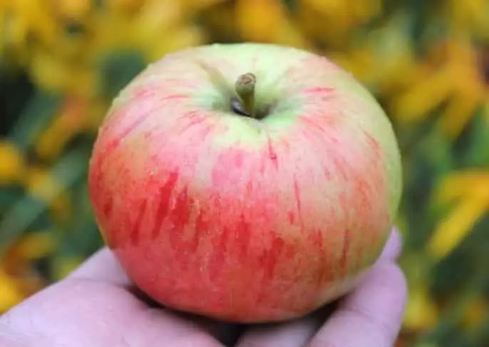 Орловерска јабука