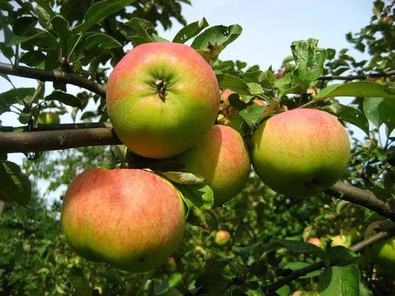 Apple Tree Orlovy.