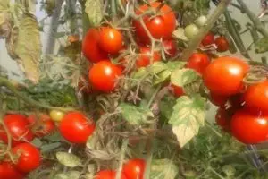 番茄奏鸣曲Sonata F1番茄的描述，其特征和产量