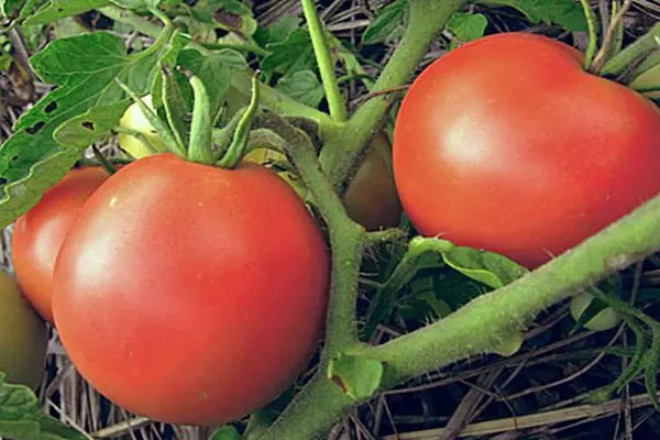 Tomate Varietéit