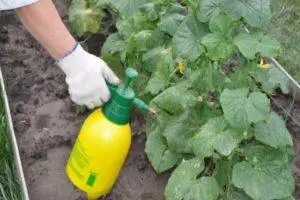 Instruções para o uso de 10 melhores fungicidas para pepinos