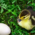 小鸭子孵化：下一步，指导以及为什么你需要一个艰难的问题 1792_4