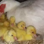Ducklings a hatched: Cad atá le déanamh agat, teagasc agus cén fáth a dteastaíonn cluaise uait 1792_5