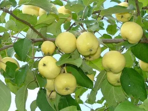 Ural Ural Apple stablo