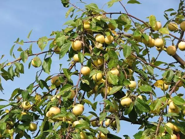 Ural Ural Apple stablo