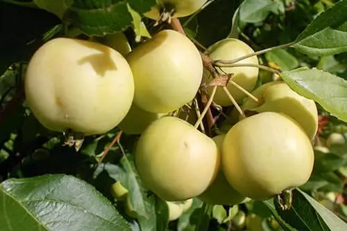 Árvore de maçã Ural Ural