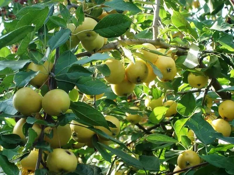 Árvore de maçã Ural Ural
