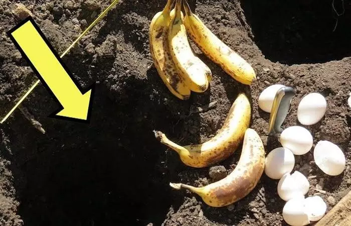 香蕉在土地上
