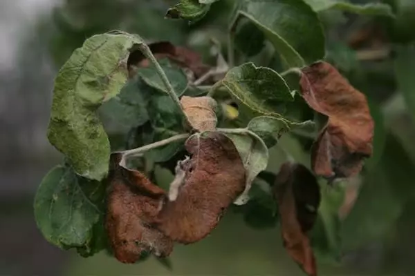 dried apple leaves