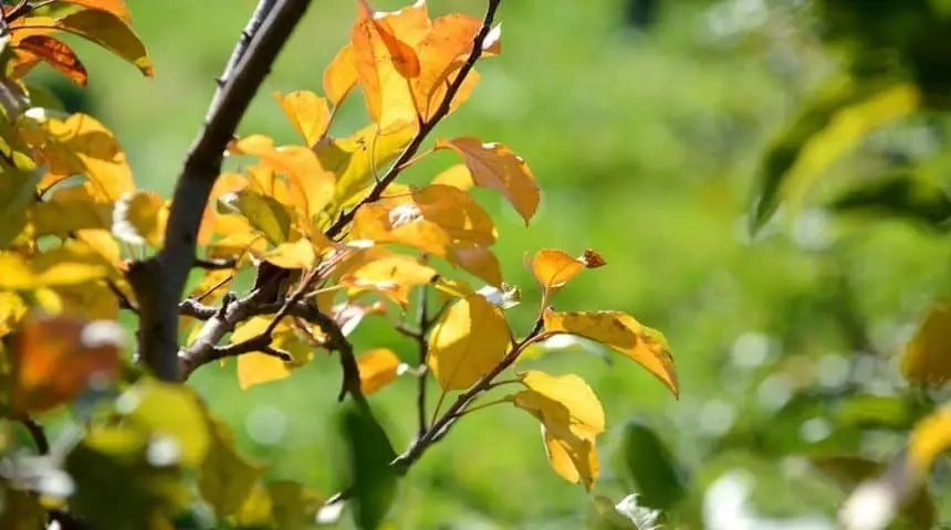 Tulis daun dari pokok epal