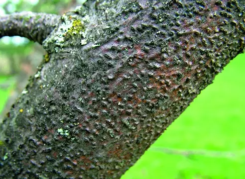 CytoSporosis Apple Tree- ի վրա