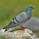 Rocky Dove: Oorsprong en beskrywing van wilde spesies, dieet en tipe status 180_1