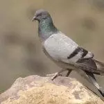 Rocky Dove: Origen i descripció de les espècies silvestres, la dieta i l'estat de tipus 180_2