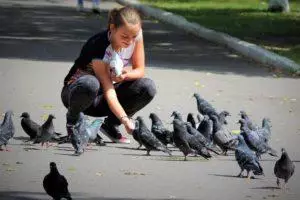 Ako môžete a nemôžete byť kŕmené holubov na ulici a doma