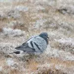 Роклив гълъб: произход и описание на дивите видове, диета и тип статус 180_6